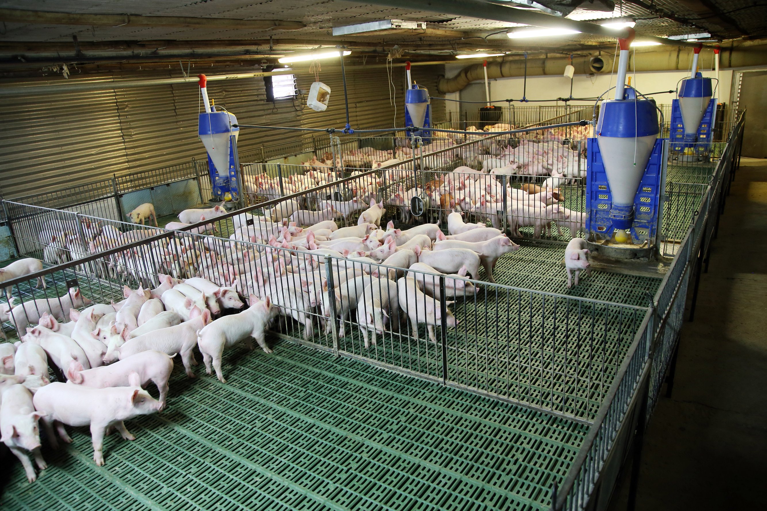 How herd immunity improves pig farm productivity